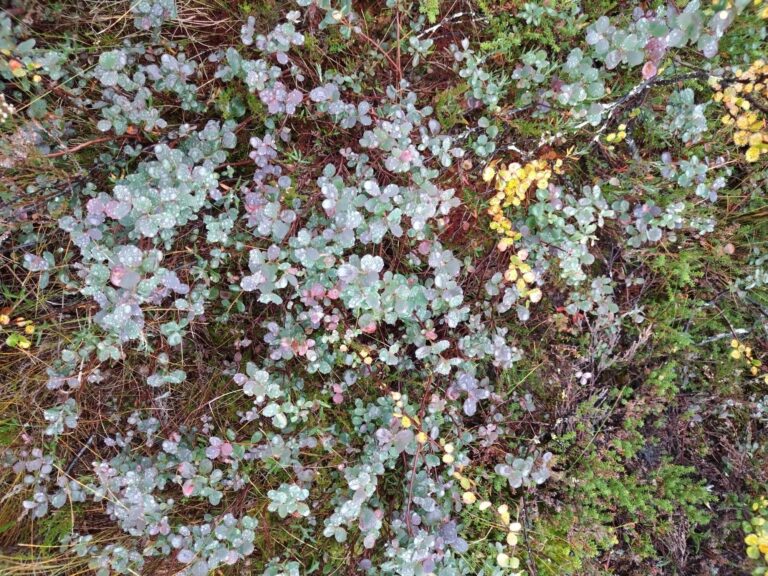 Pohjois-Lapin Ruoka Oy